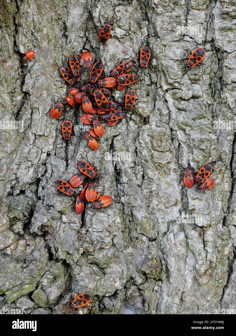 a colony of fire bugs in all developmental stages on a tree trunk ...