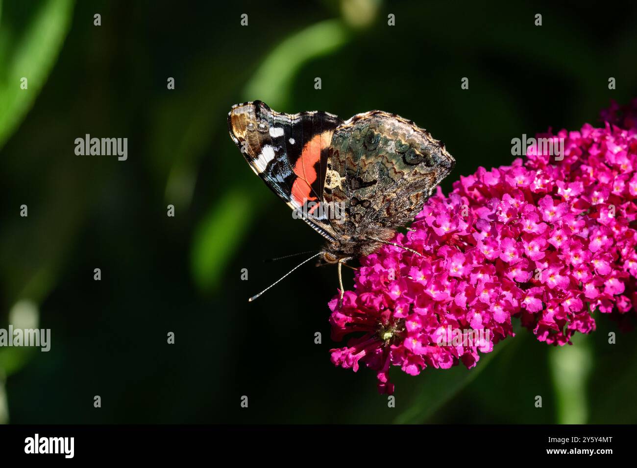 A Red Admiral butterfly feeding on a buddleia flower (buddleja Stock ...