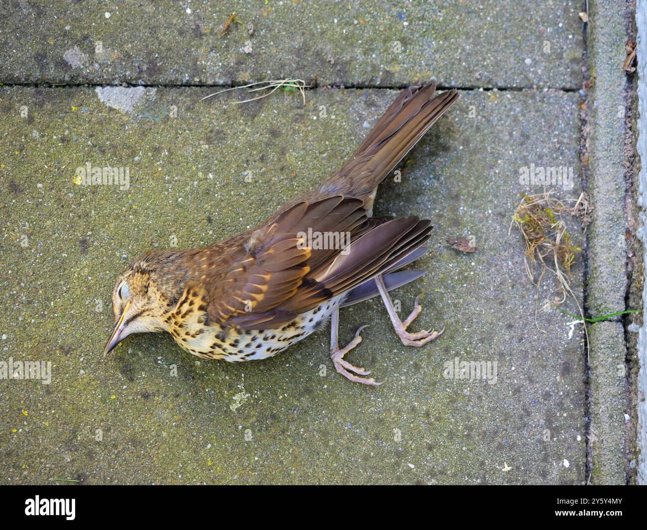 Causes of bird mortality hi-res stock photography and images - Alamy