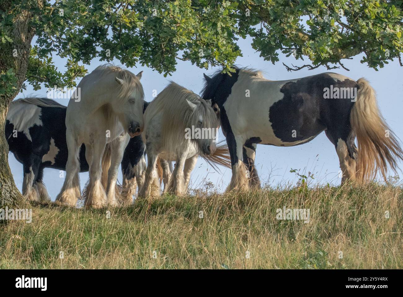 Horses (ponies) taking shelter under an oak tree Stock Photo - Alamy