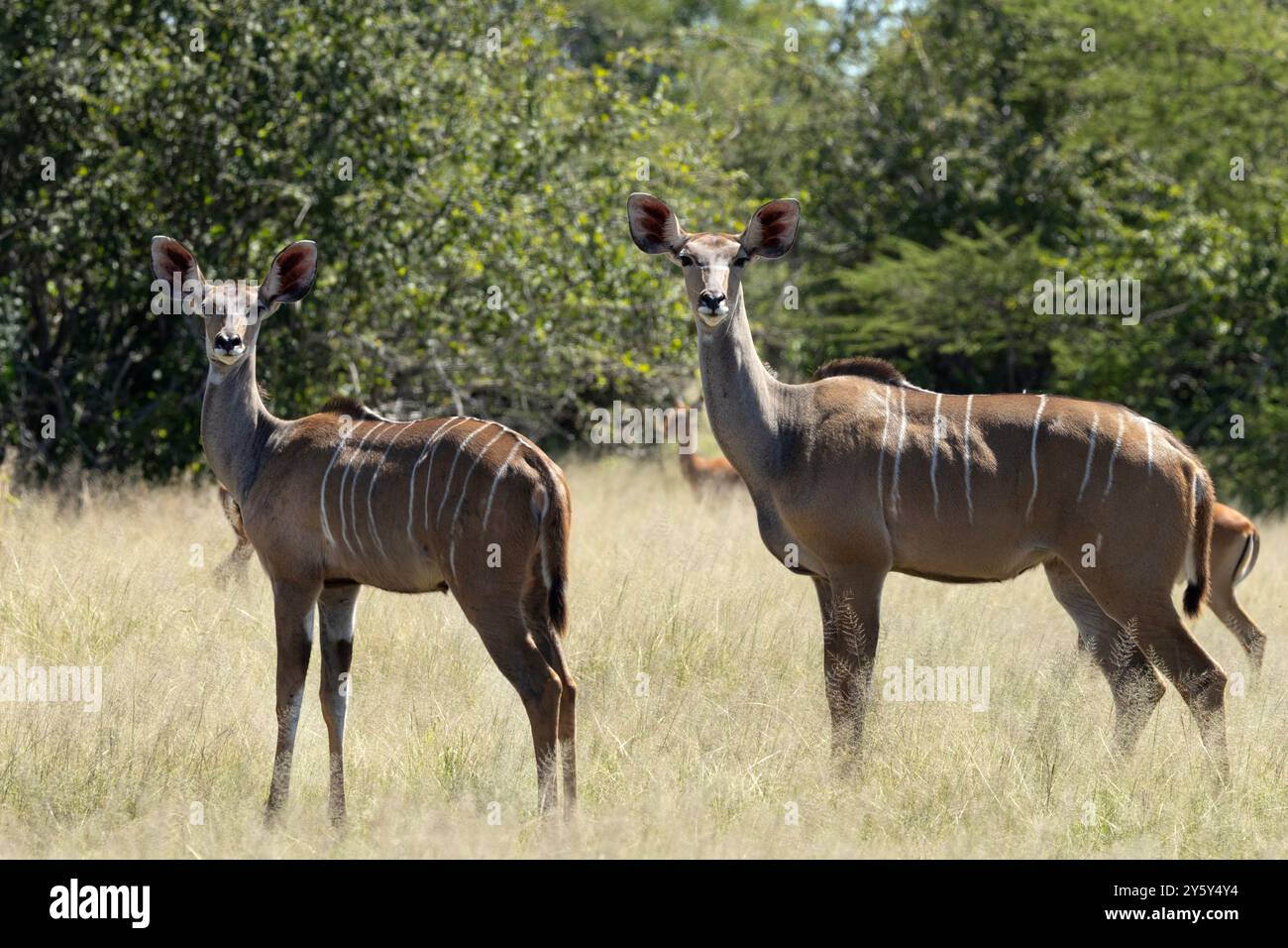 One of the largest members of the antelope family, the Greater Kudu are ...