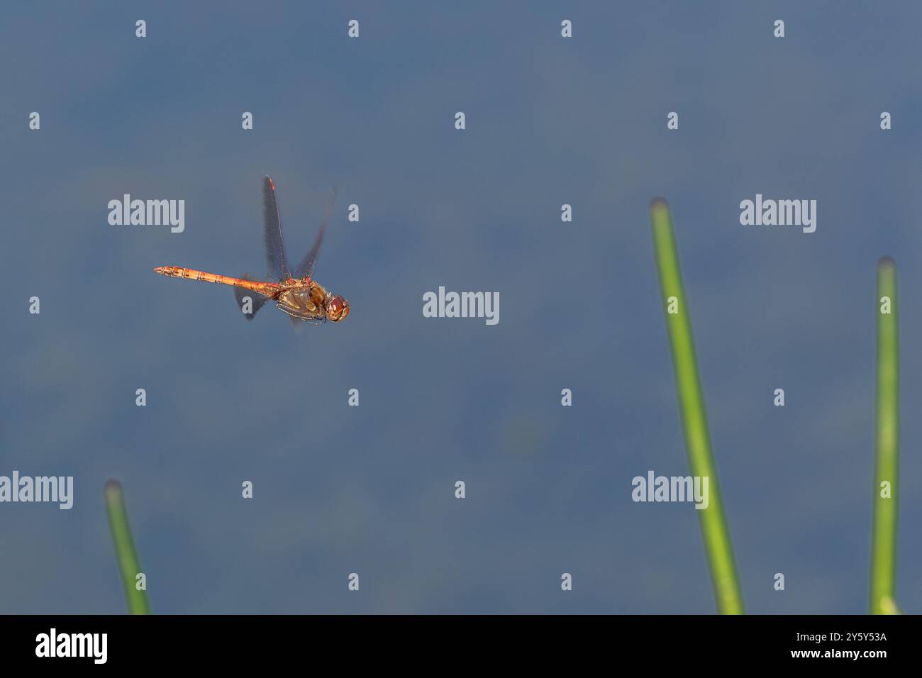 A male Common Darter dragonfly UK in flight. This common dragonfly can ...