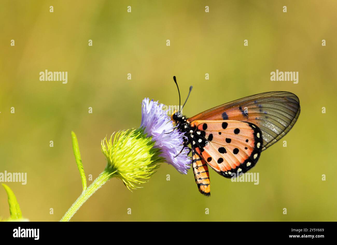 The Wandering Donkey is a common and widespread member of the Acraea ...