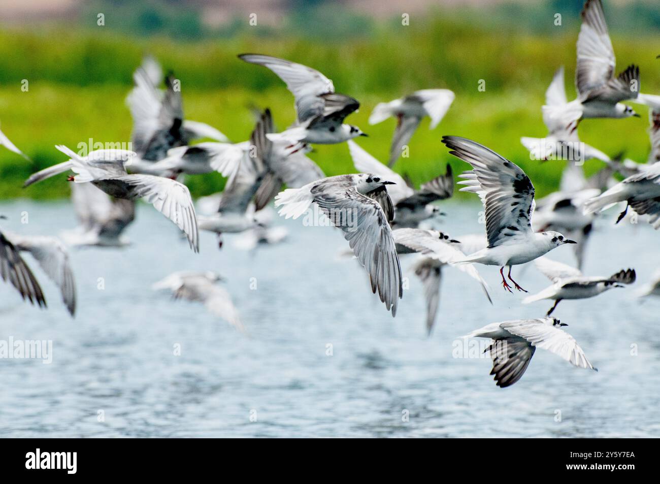 WHITE-WINGED TERNS ( Chlidonias leucopterus) (White-winged Black Terns ...