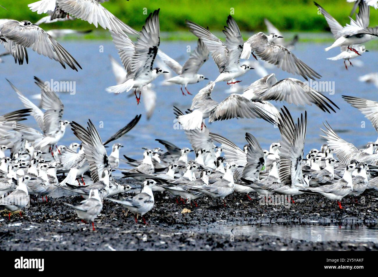 Mixed flock of WHITE-WINGED TERN- Chlidonias leucopterus (White-winged ...