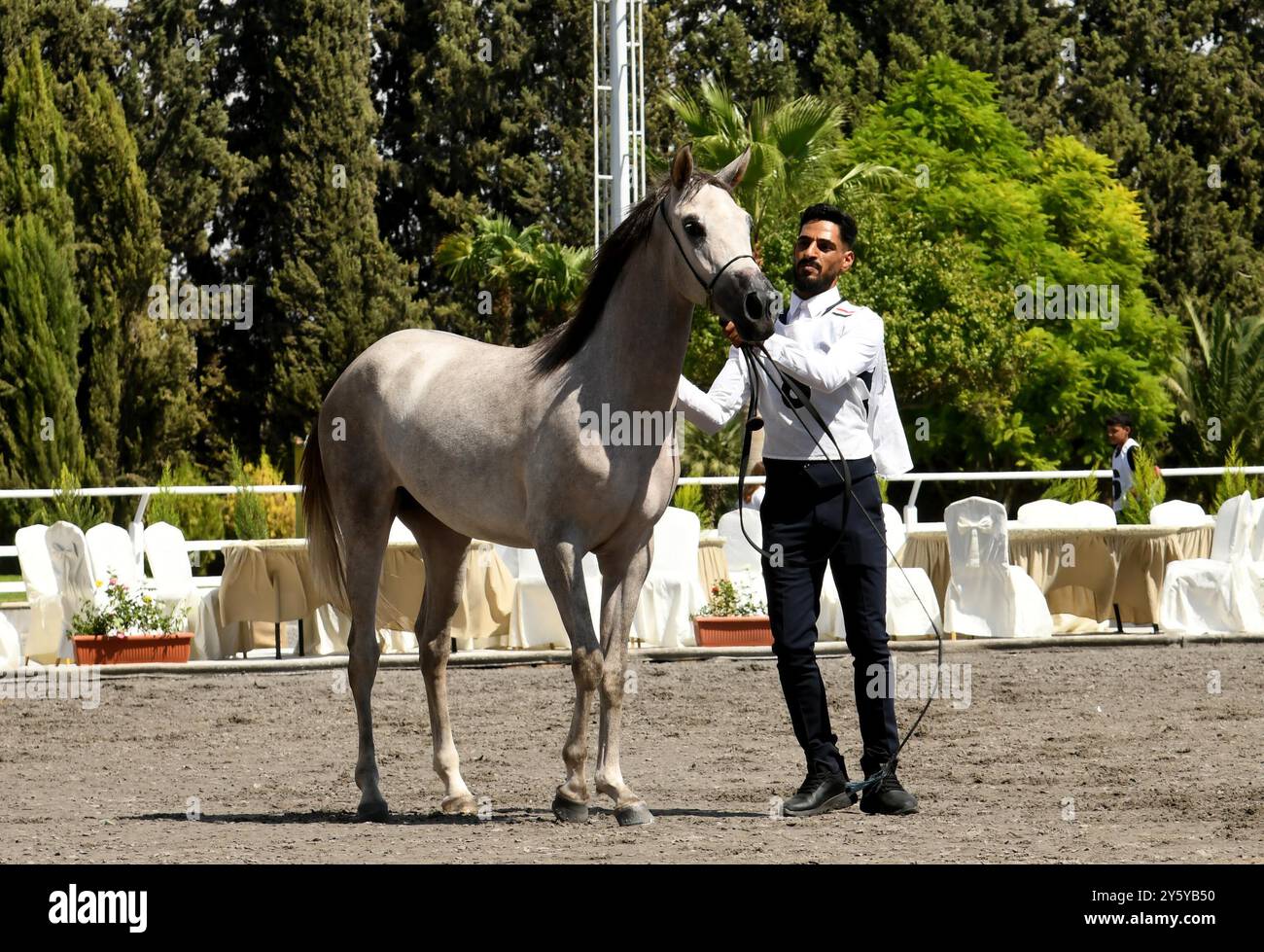 Damascus, Syria. 22nd Sep, 2024. A competitor shows a purebred Arabian ...