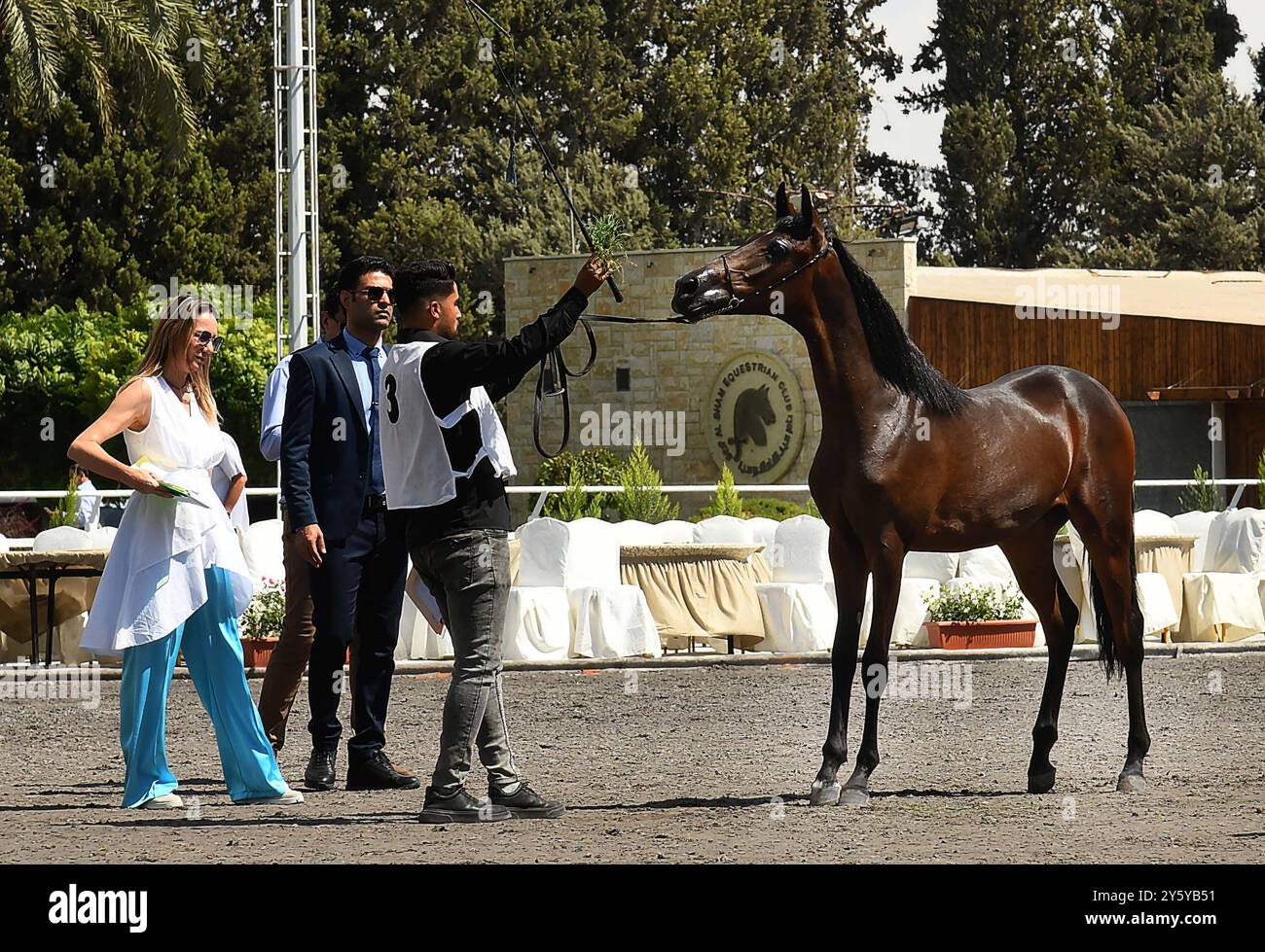 Damascus, Syria. 22nd Sep, 2024. A competitor shows a purebred Arabian ...