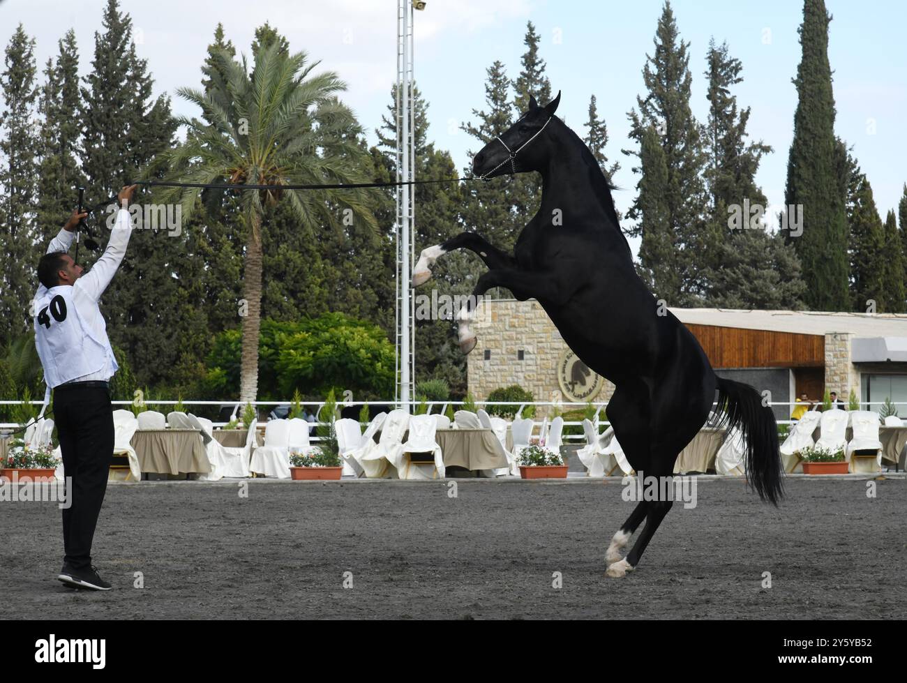 Damascus, Syria. 22nd Sep, 2024. A competitor shows a purebred Arabian ...