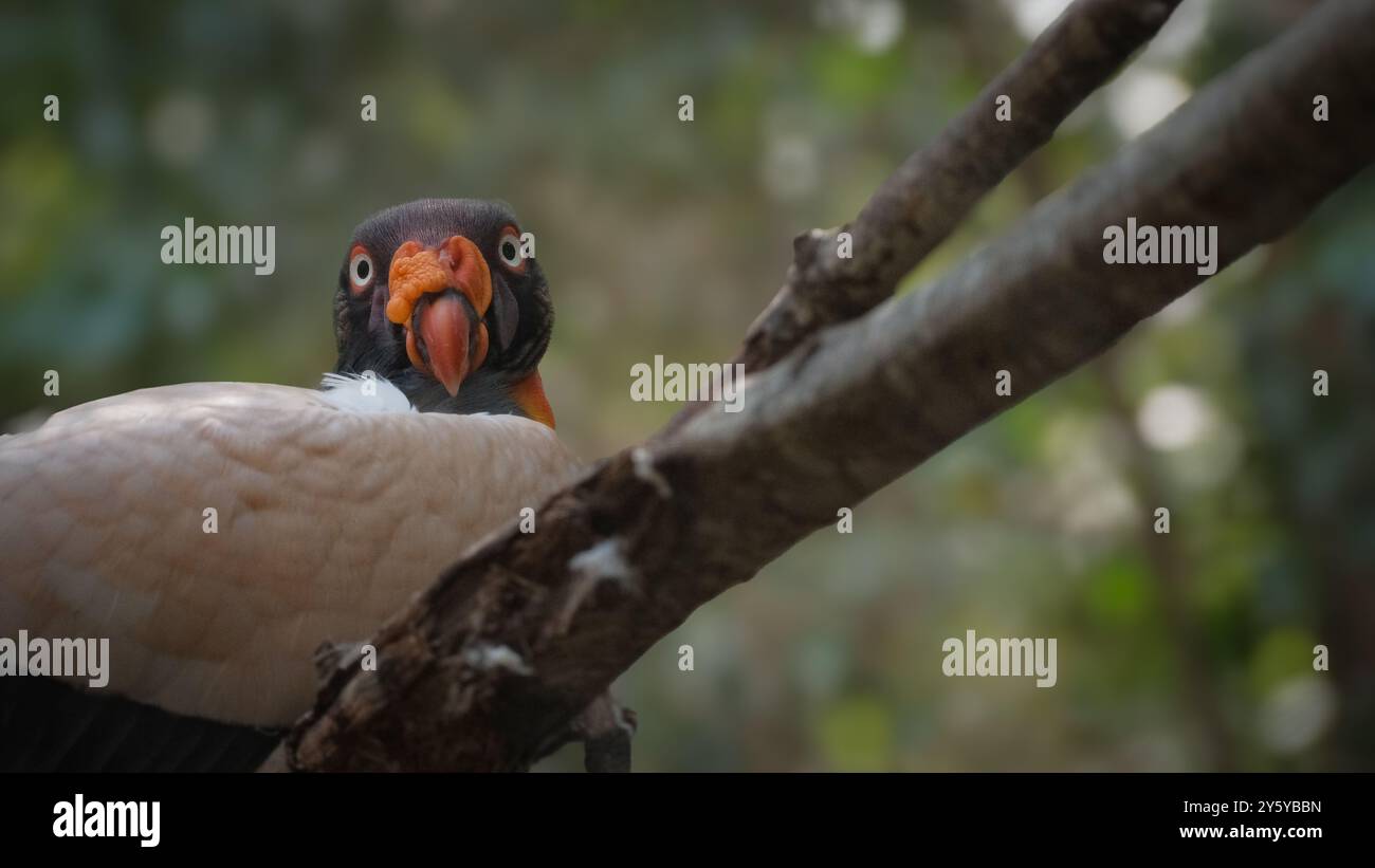 Close view of king vulture staring at viewer Stock Photo - Alamy