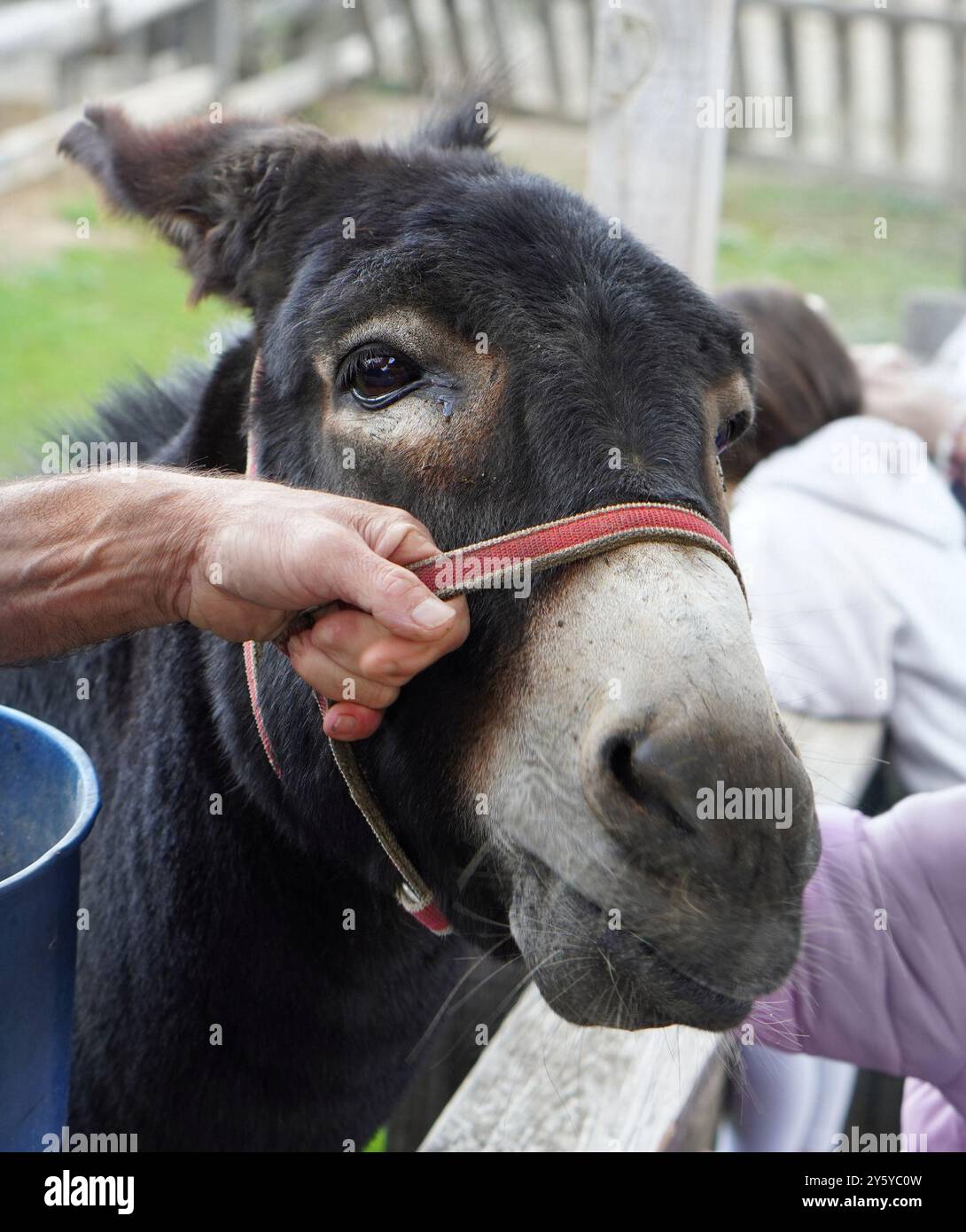 environmental education, donkey at animal recovery farm Stock Photo - Alamy