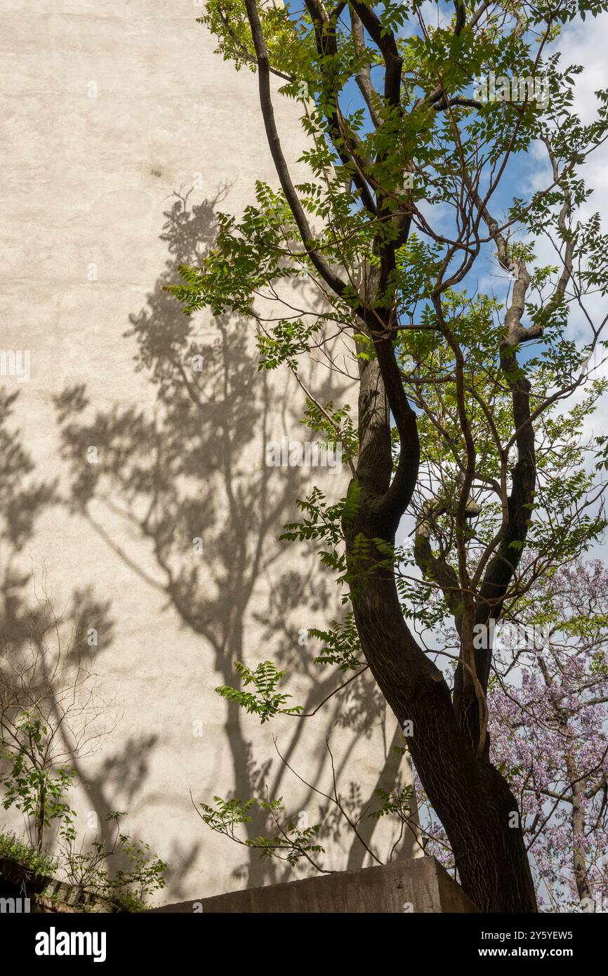 Tree and it's shadow on a wall Stock Photo - Alamy