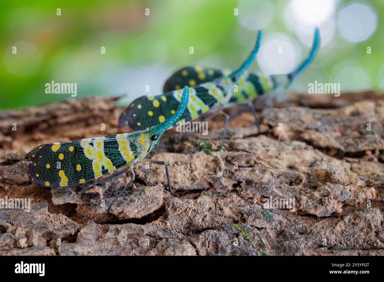Pyrops hi-res stock photography and images - Alamy