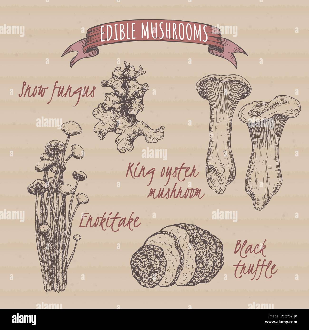 Set of sketches with snow fungus, king oyster mushroom, enokitake ...