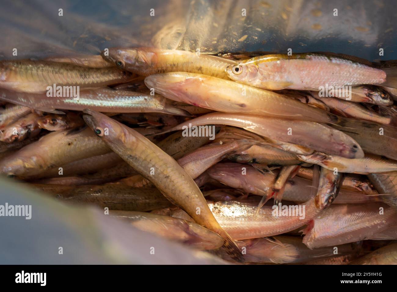 small fish in bag, freshly caught fish, Ganges river, Padma Bangladesh ...
