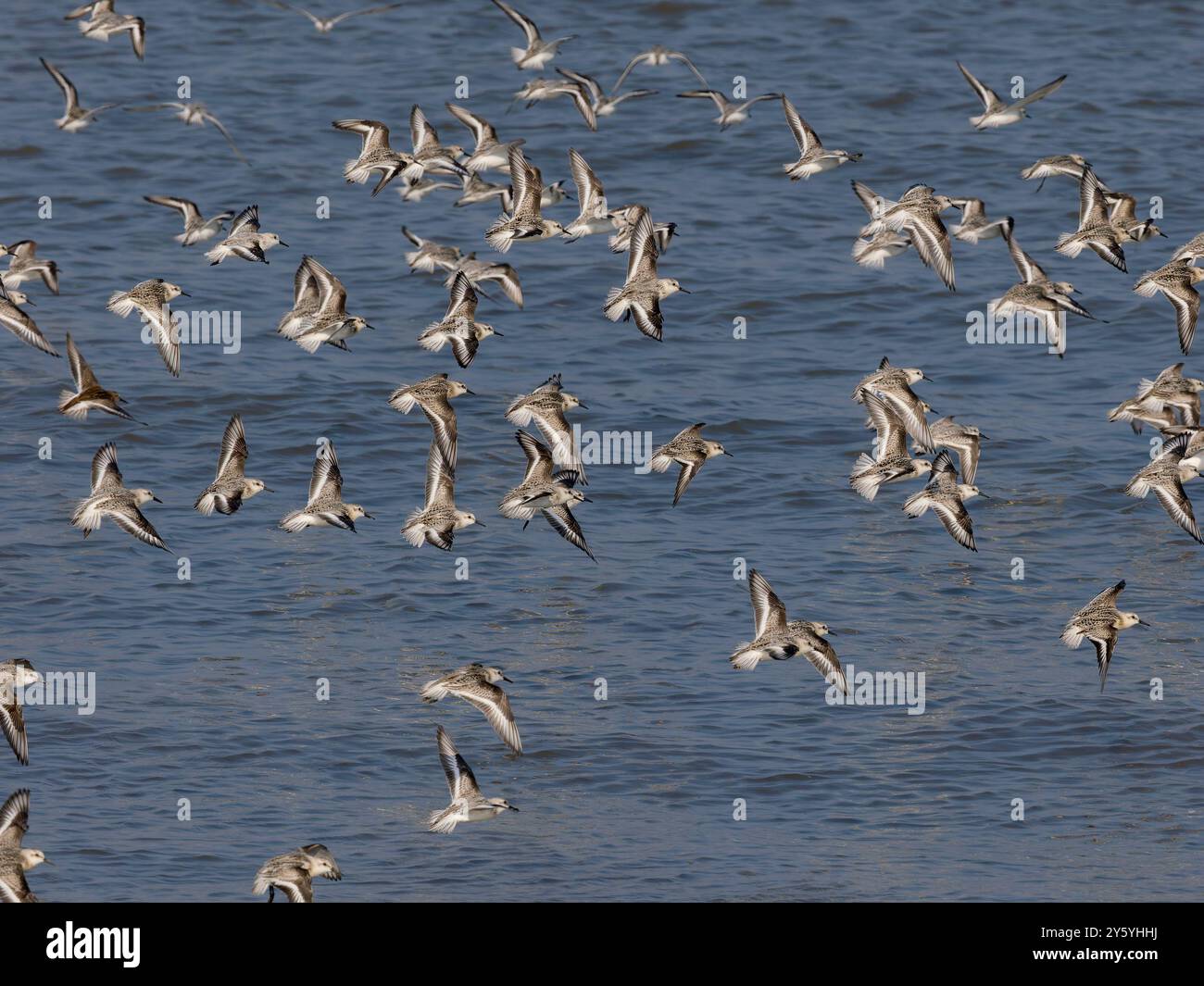Sanderling, Calidris alba, large flock in flight, Norfolk, September ...