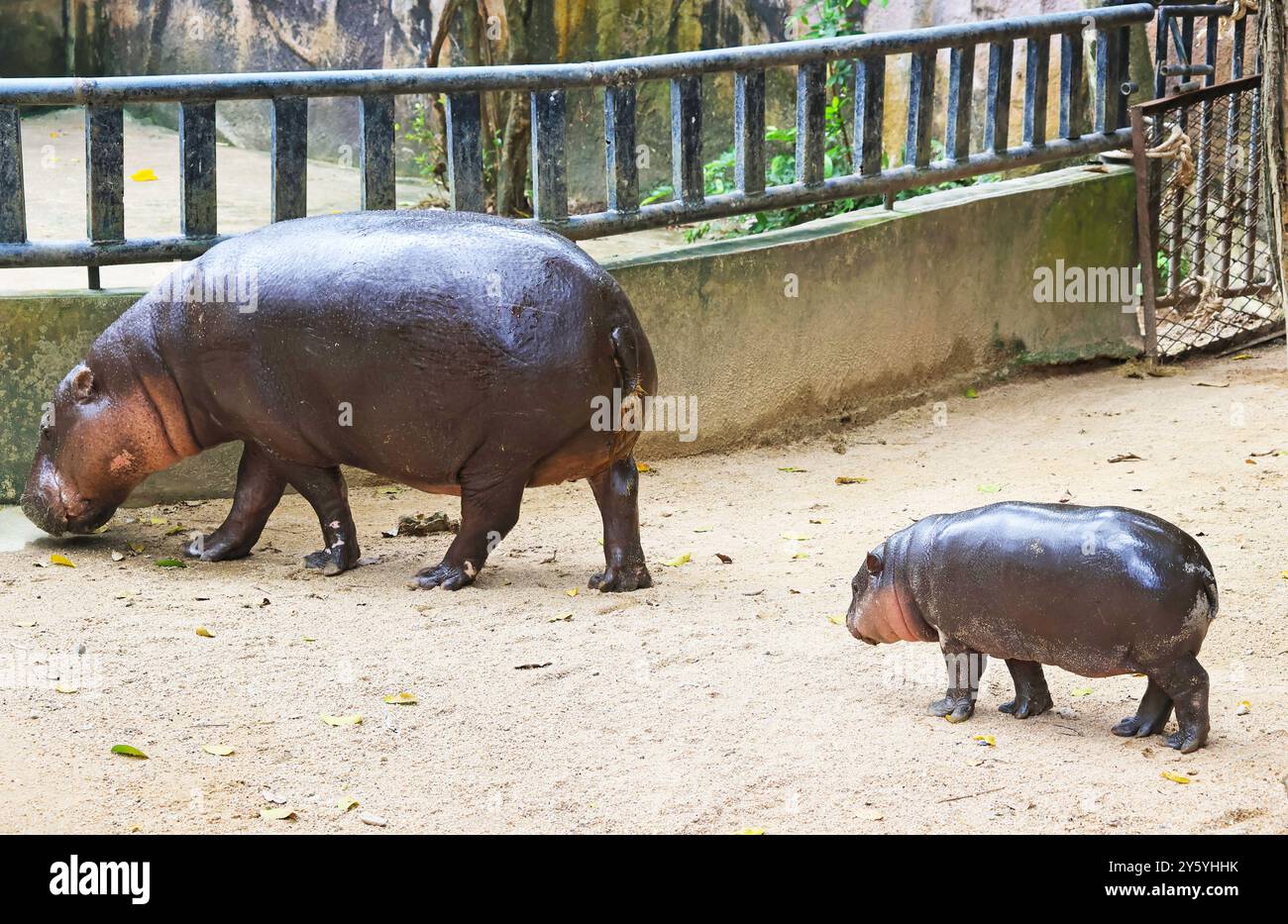 Mother and Baby Pygmy Hippos Being Together in the Zoo Stock Photo - Alamy