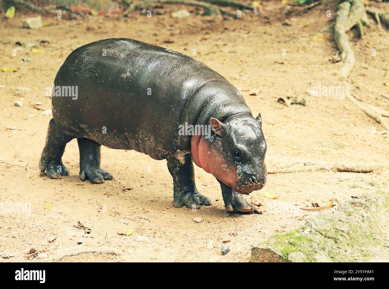 Adorable Baby Pygmy Hippo with Pinkish Cheek Stock Photo - Alamy