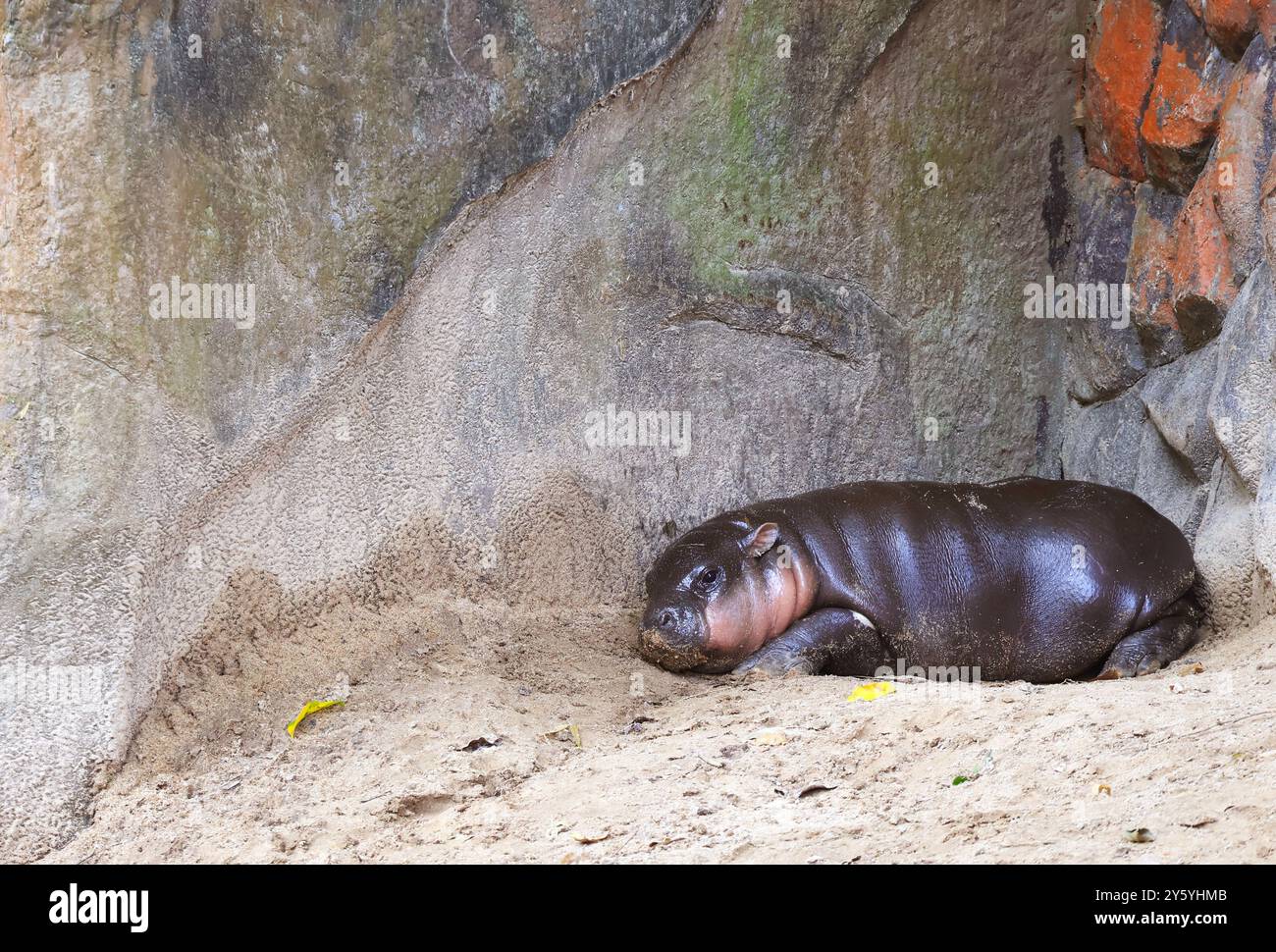 Adorable Sleepy Baby Pygmy Hippo Lying in the Zoo Stock Photo - Alamy