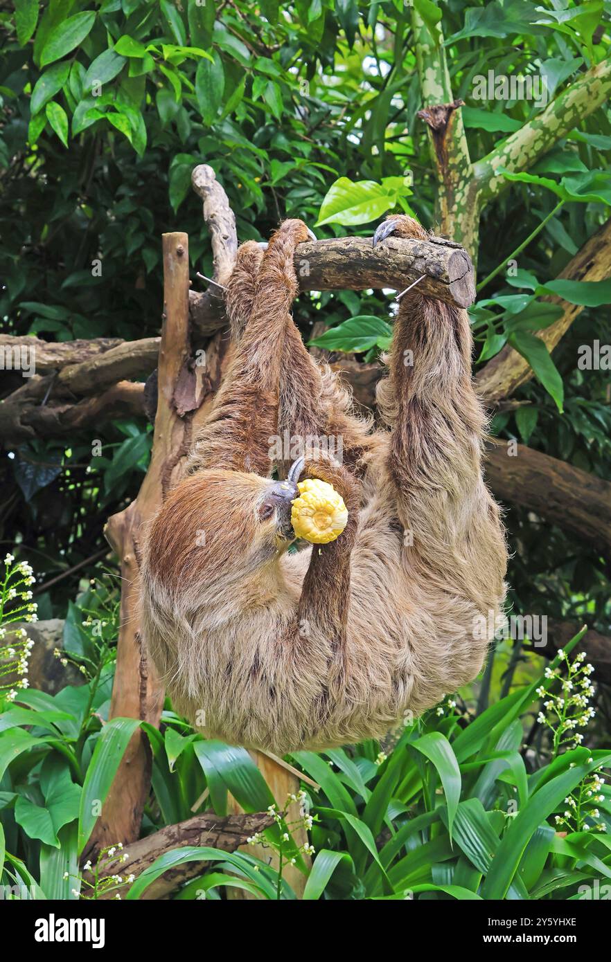 Two-toed sloth hanging upside down from the tree branch eating corn ...
