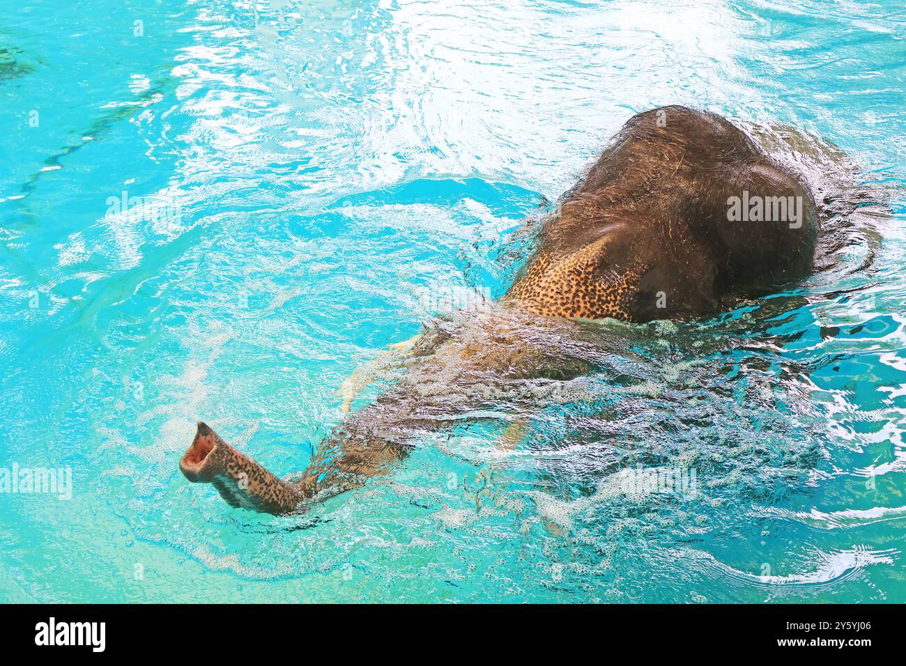 Amazing Asian Elephant Swimming in the Pool of a Thailand's Zoo Stock ...