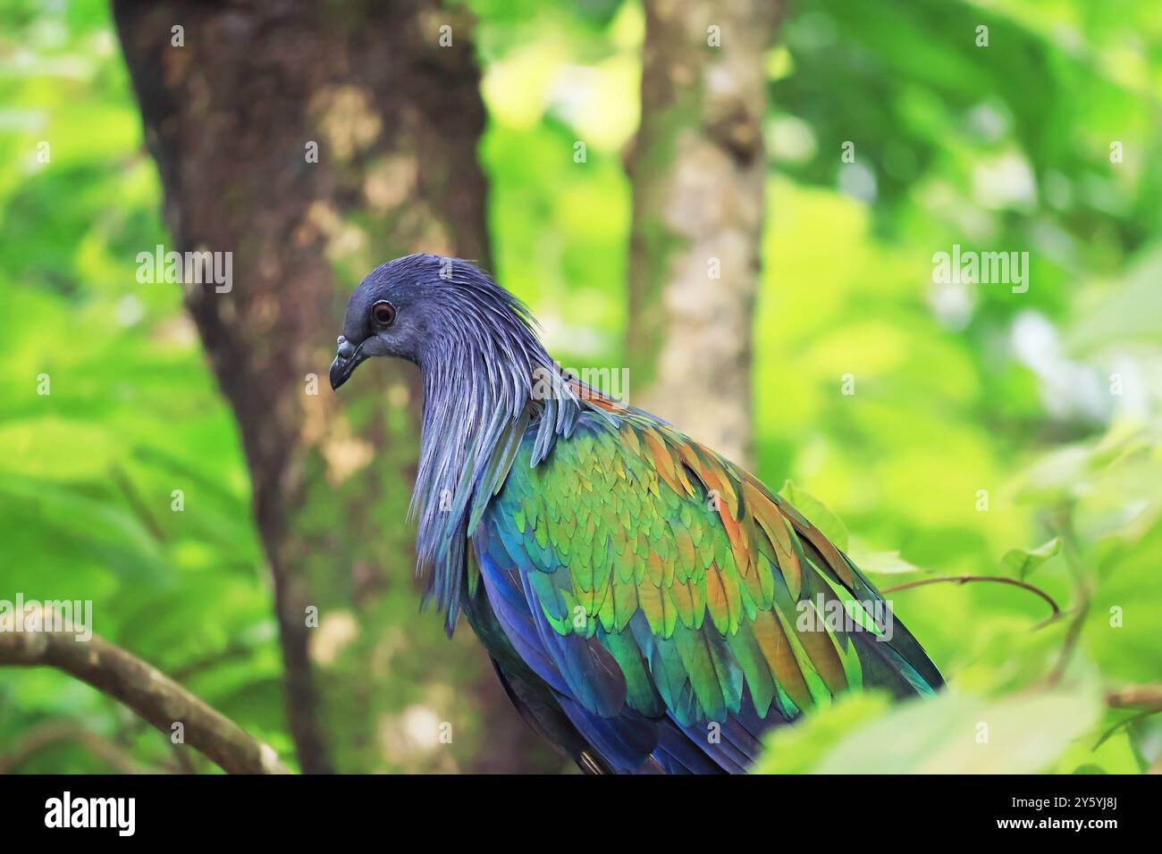 Nicobar Pigeon, a tropical bird which has stunning iridescent plumage ...