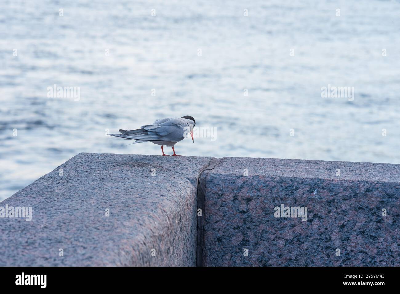 Common tern bird on a granite parapet above the water Stock Photo - Alamy