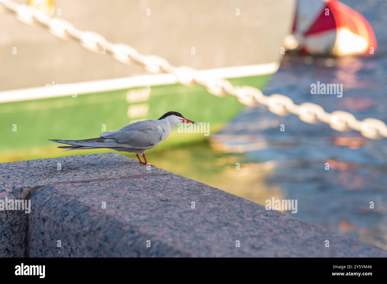 Common tern bird on a granite parapet above the water with ships in the ...