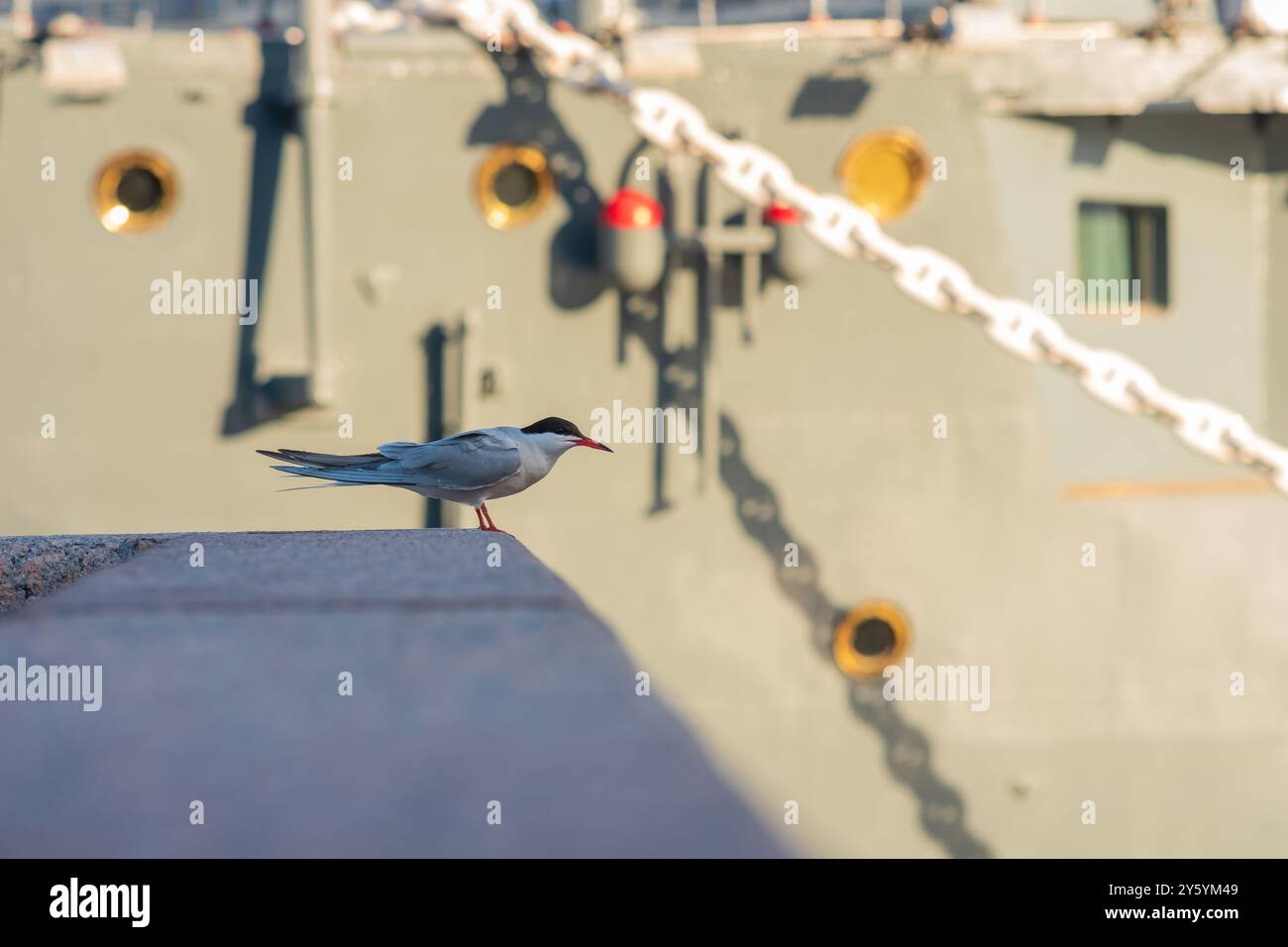 Common tern bird on a granite parapet ship in the background Stock ...