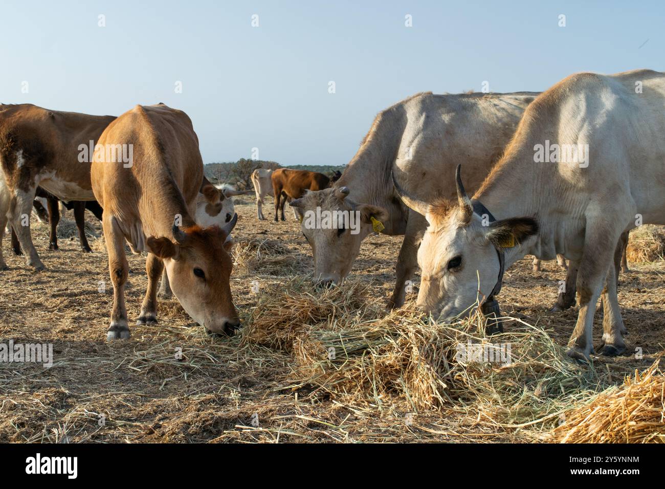 Photo of cows eating hay on field Stock Photo - Alamy