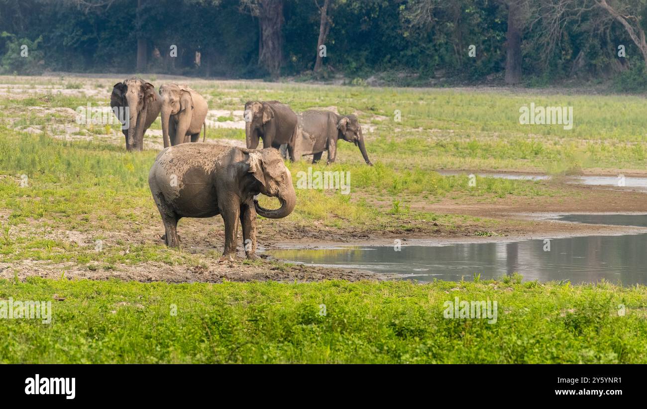 Group of Elephants drinking water and enjoying mud bath.Kaziranga ...