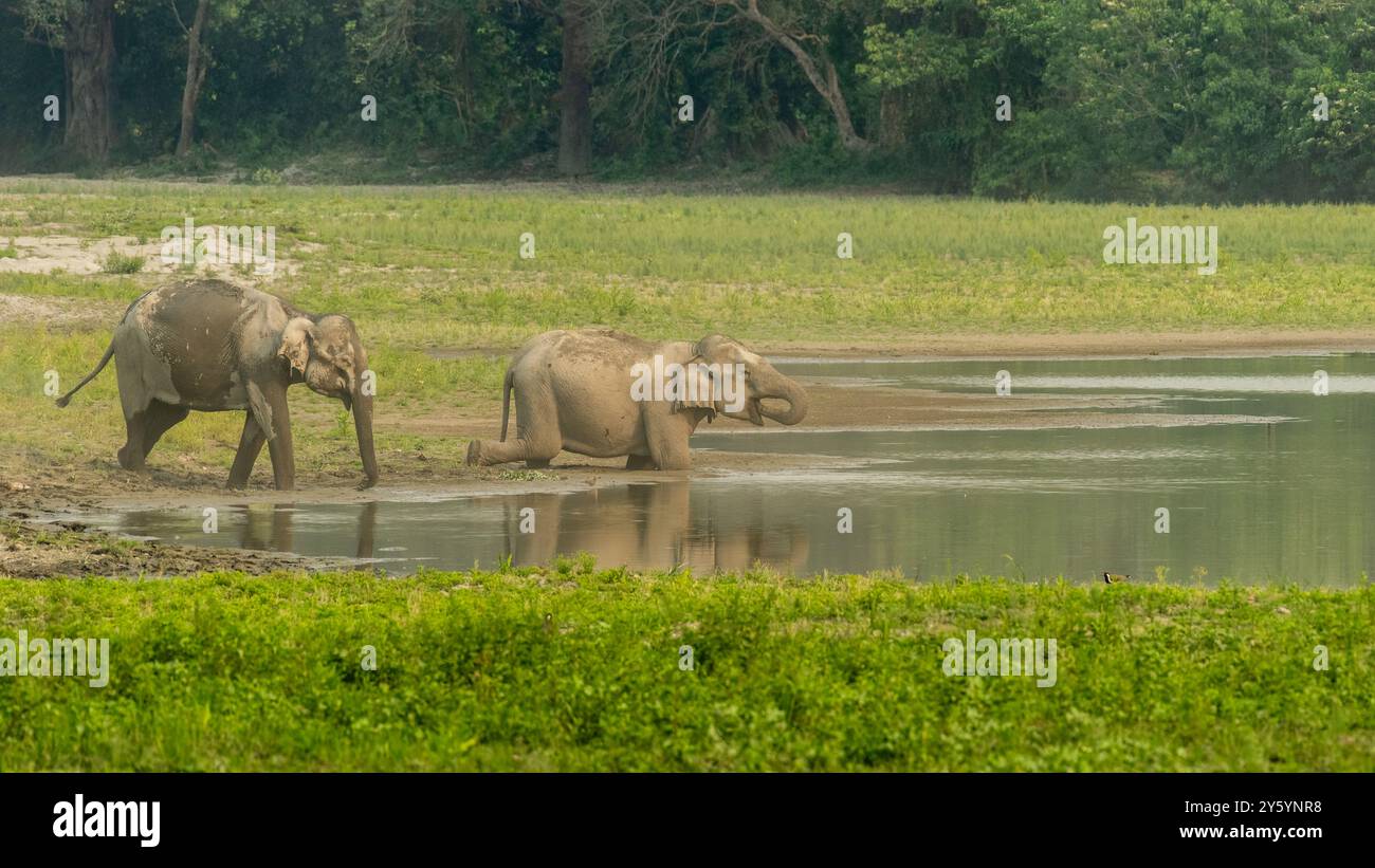 Naughty Elephants drinking water.Kaziranga National Park, Assam, India ...