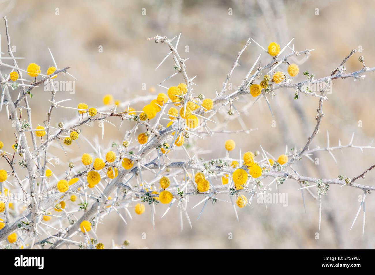 Blooming acacia thorn tree hi-res stock photography and images - Alamy
