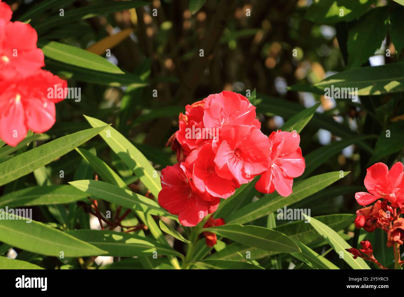Outdoor view of Pink red Nerium oleander plant, Apocynaceae family ...