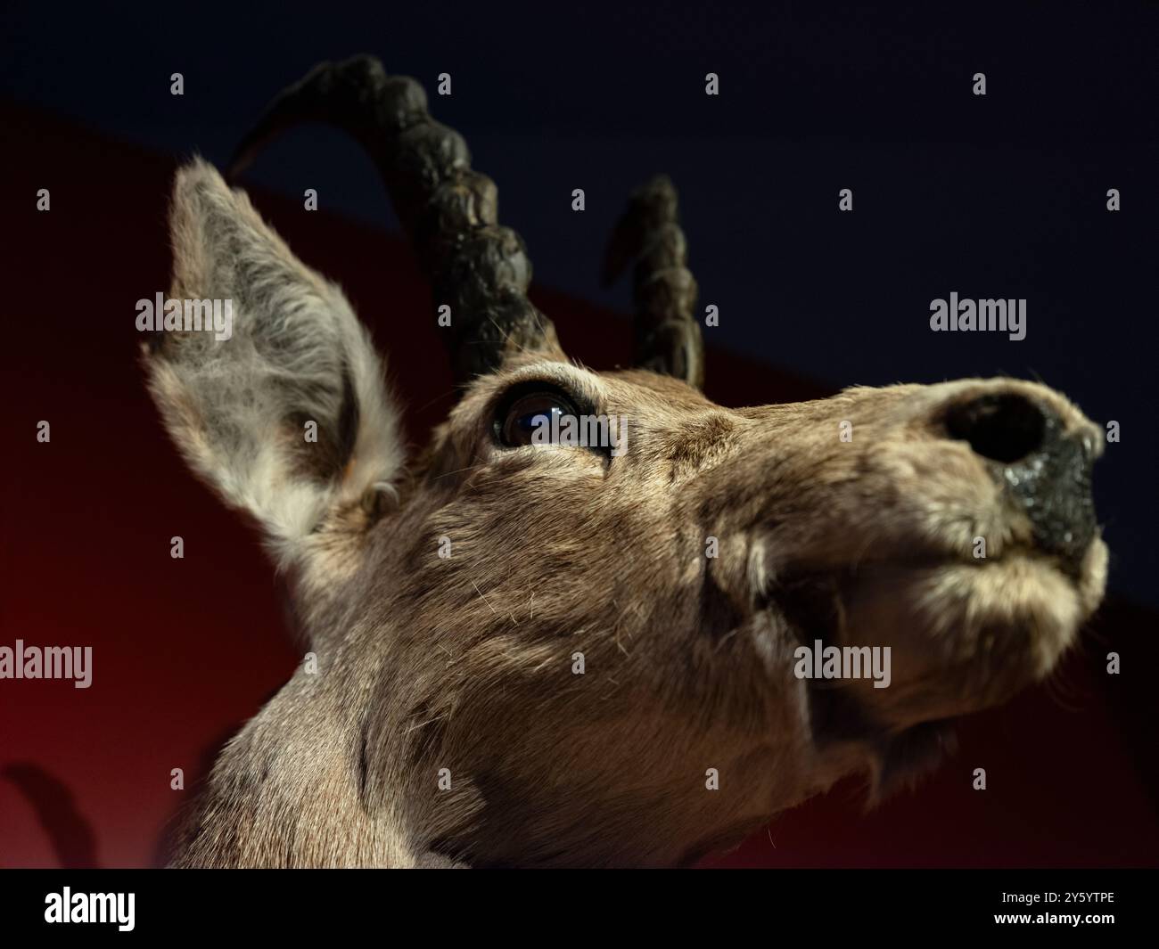 Stuffed deer head in a museum in the Italian Alps Stock Photo - Alamy