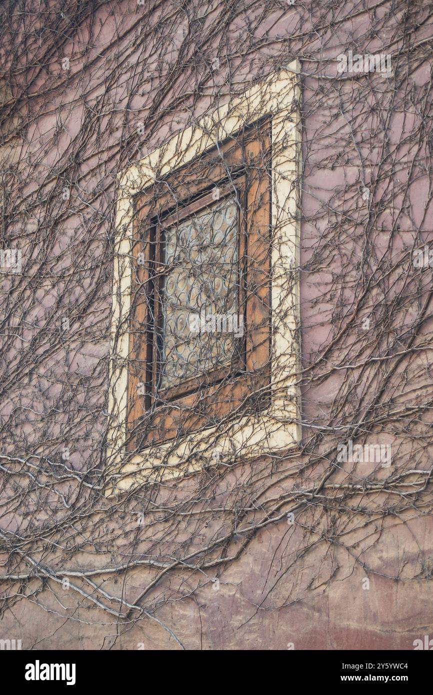 Window and building wall fully covered with branches Stock Photo - Alamy