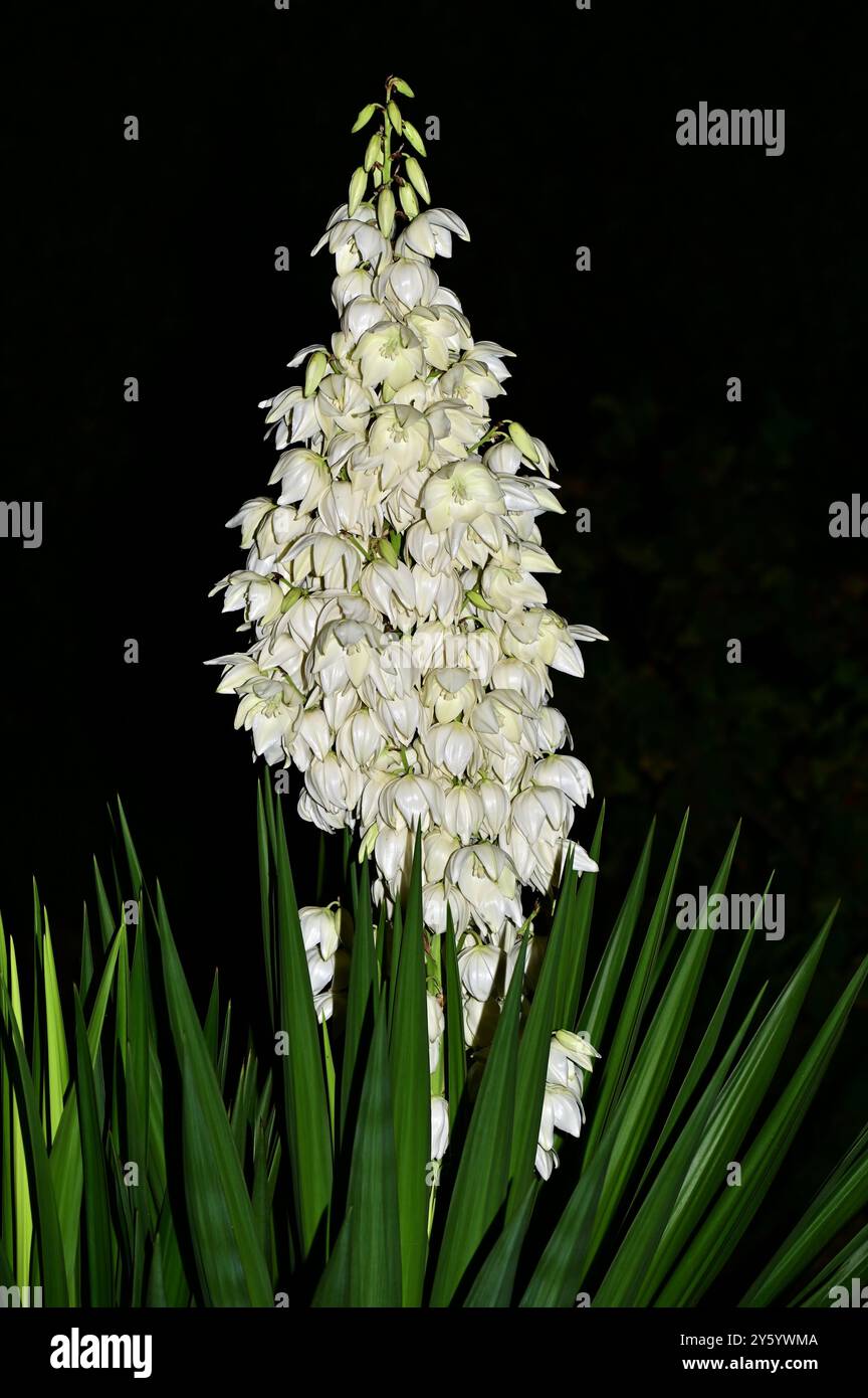 Blooming Adam's needle and thread or common yucca (Yucca filamentosa ...