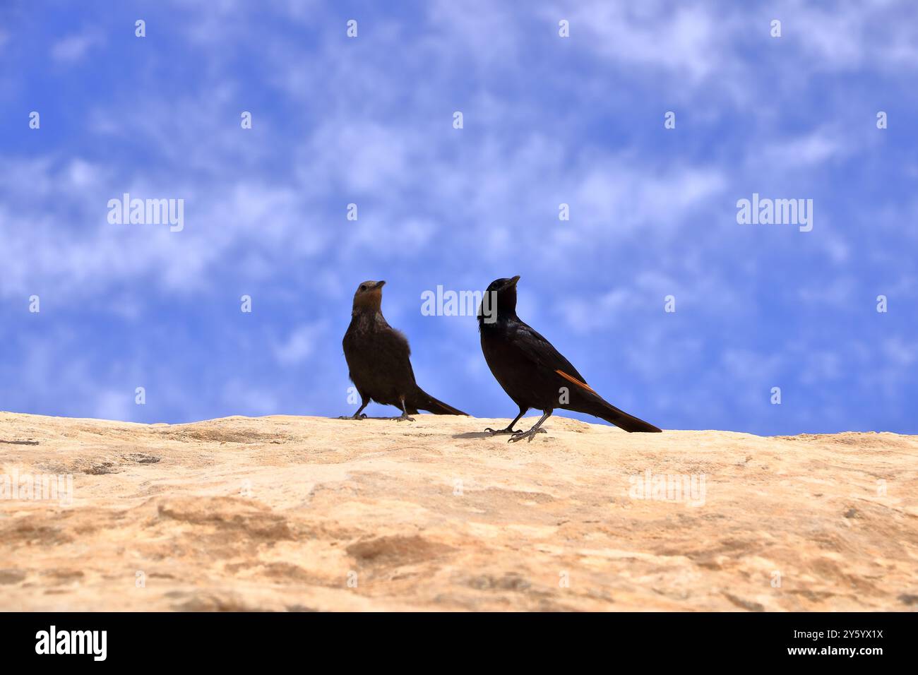 Birdwatching in Dana Biosphere Reserve in Jordan: Tristram's starling ...
