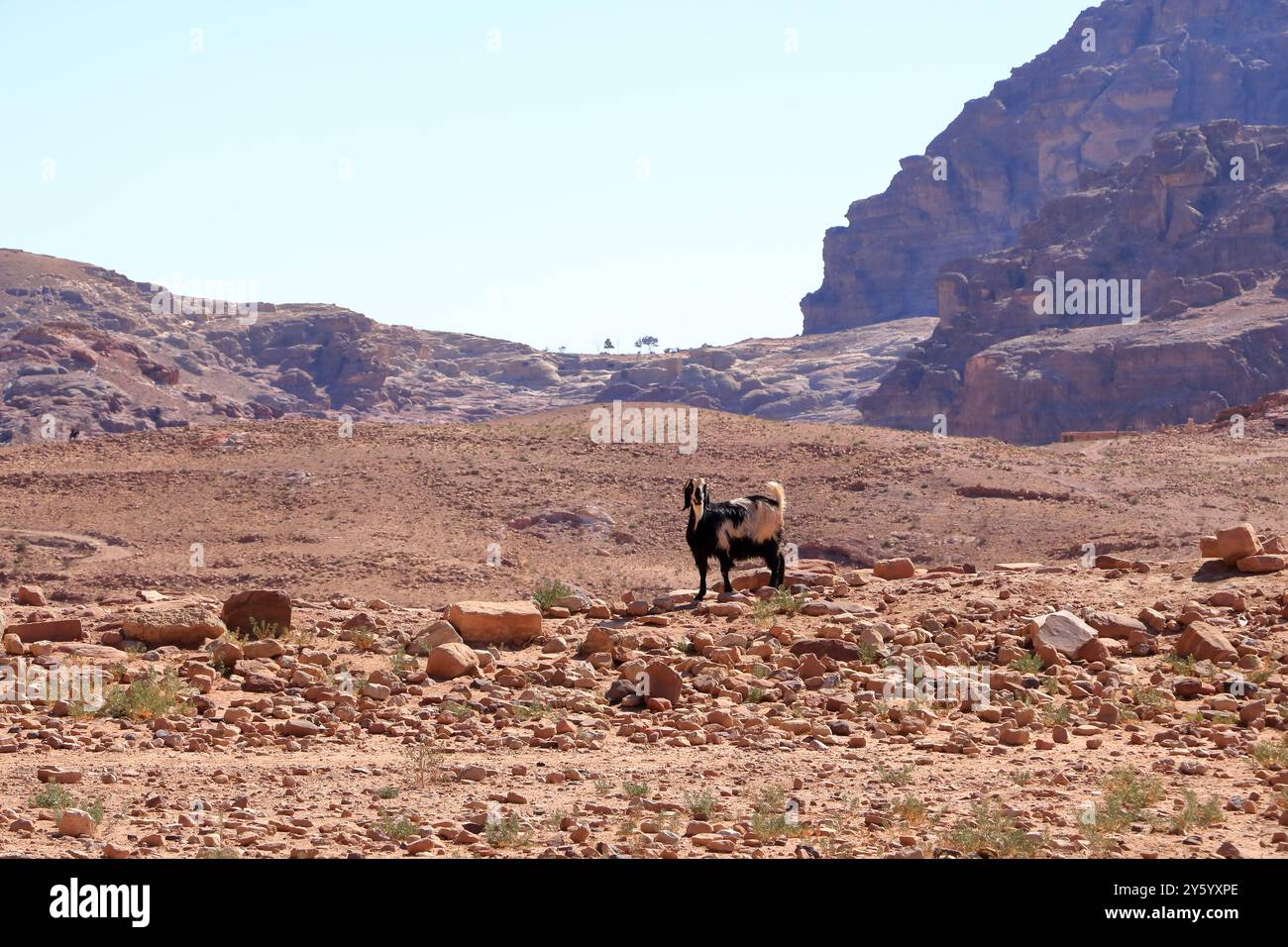 Goats in the area of Wadi Musa, Petra in Jordan Stock Photo - Alamy