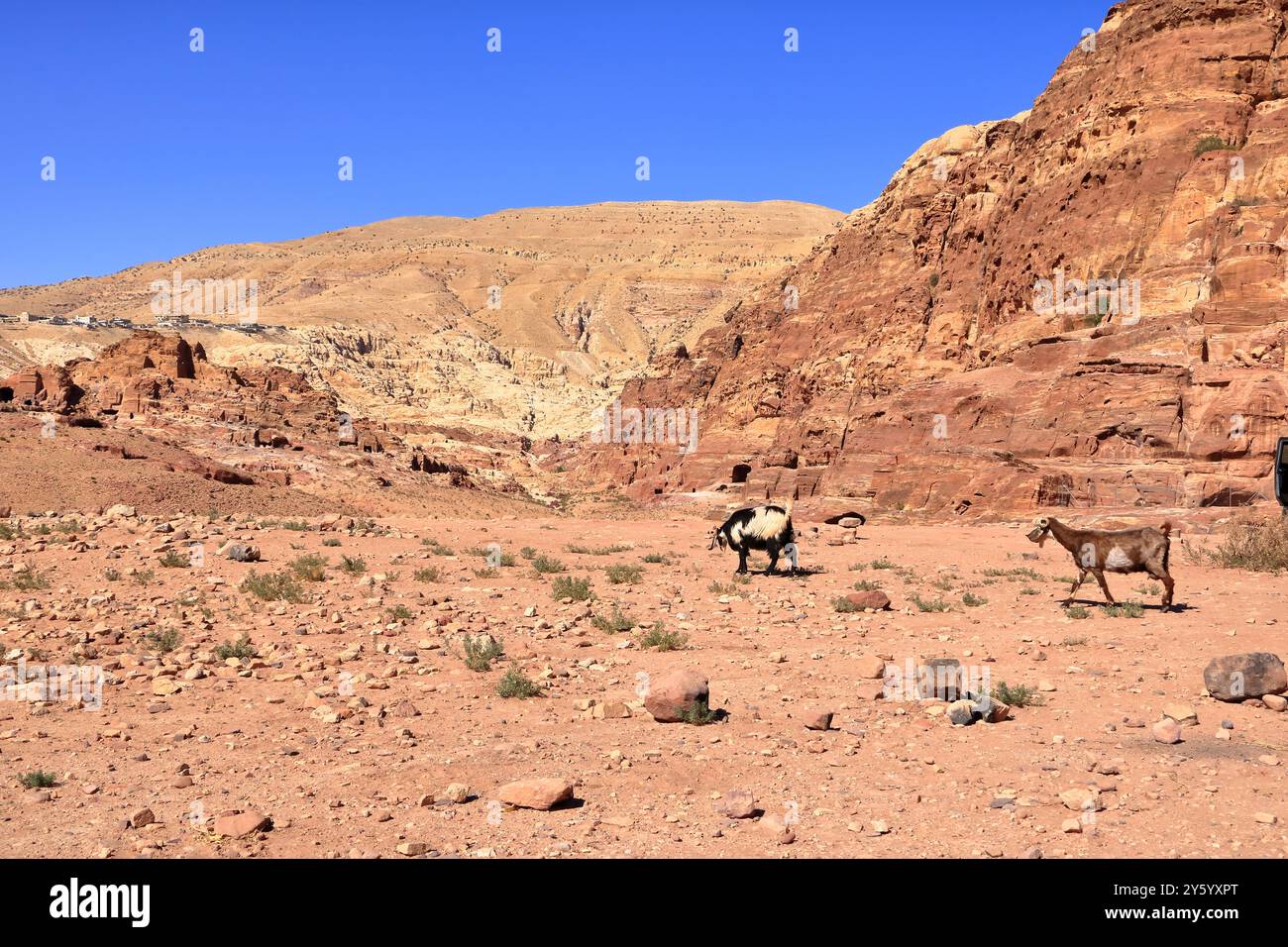Goats in the area of Wadi Musa, Petra in Jordan Stock Photo - Alamy