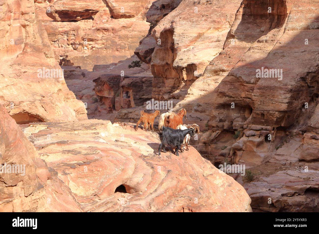Goats in the area of Wadi Musa, Petra in Jordan Stock Photo - Alamy