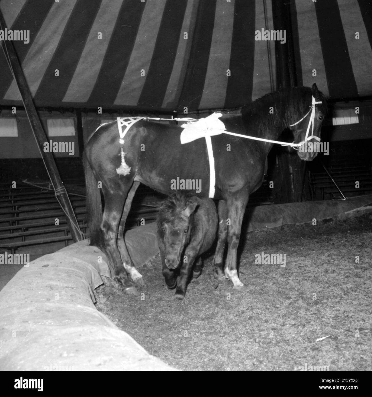 SHETLAND PONY WITH A HORSE - CHESSINGTON ZOO CIRCUS 13 APRIL 1961 Stock ...