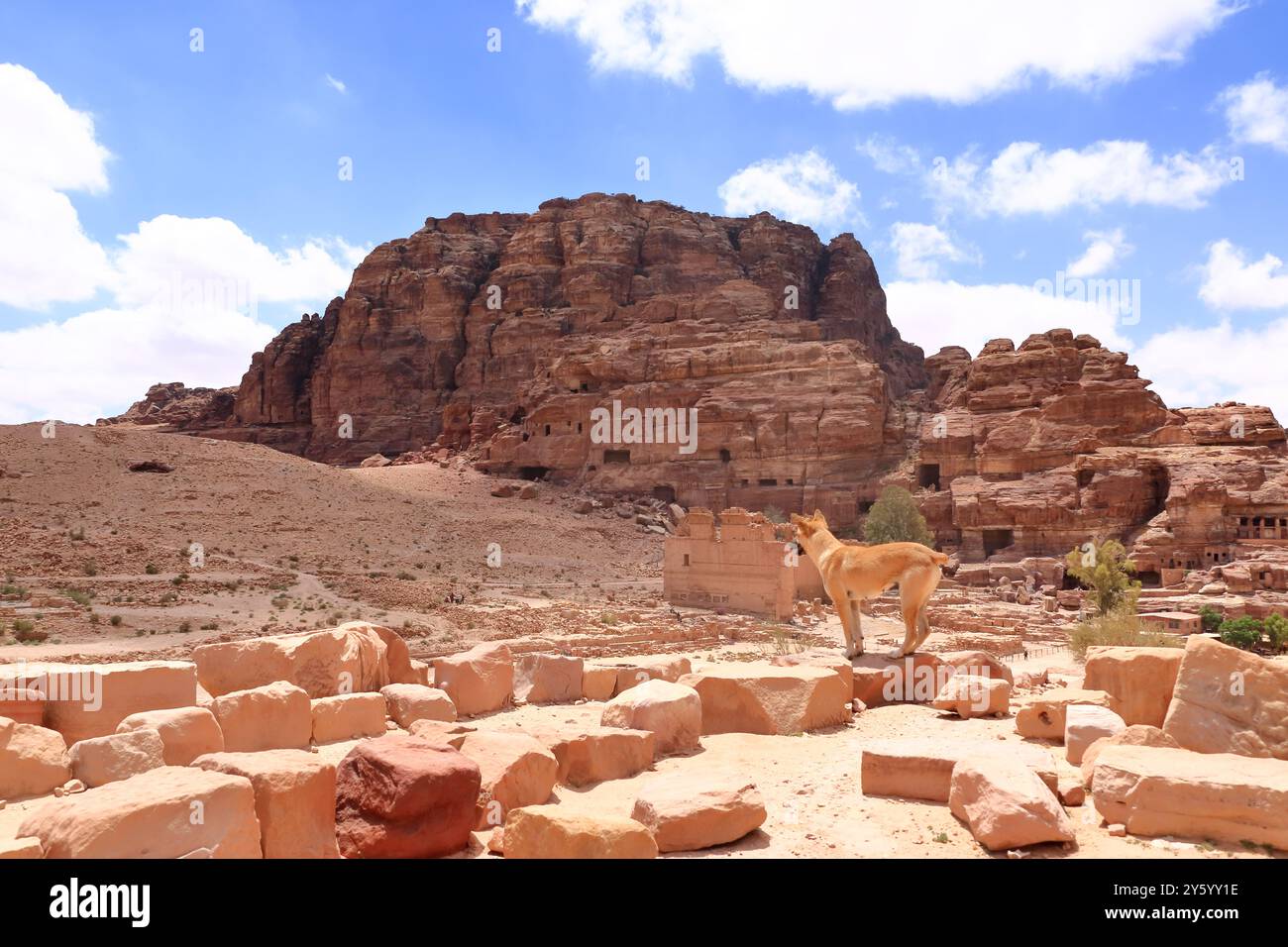 cute stray dog at the area of Wadi Musa, Petra in Jordan Stock Photo ...