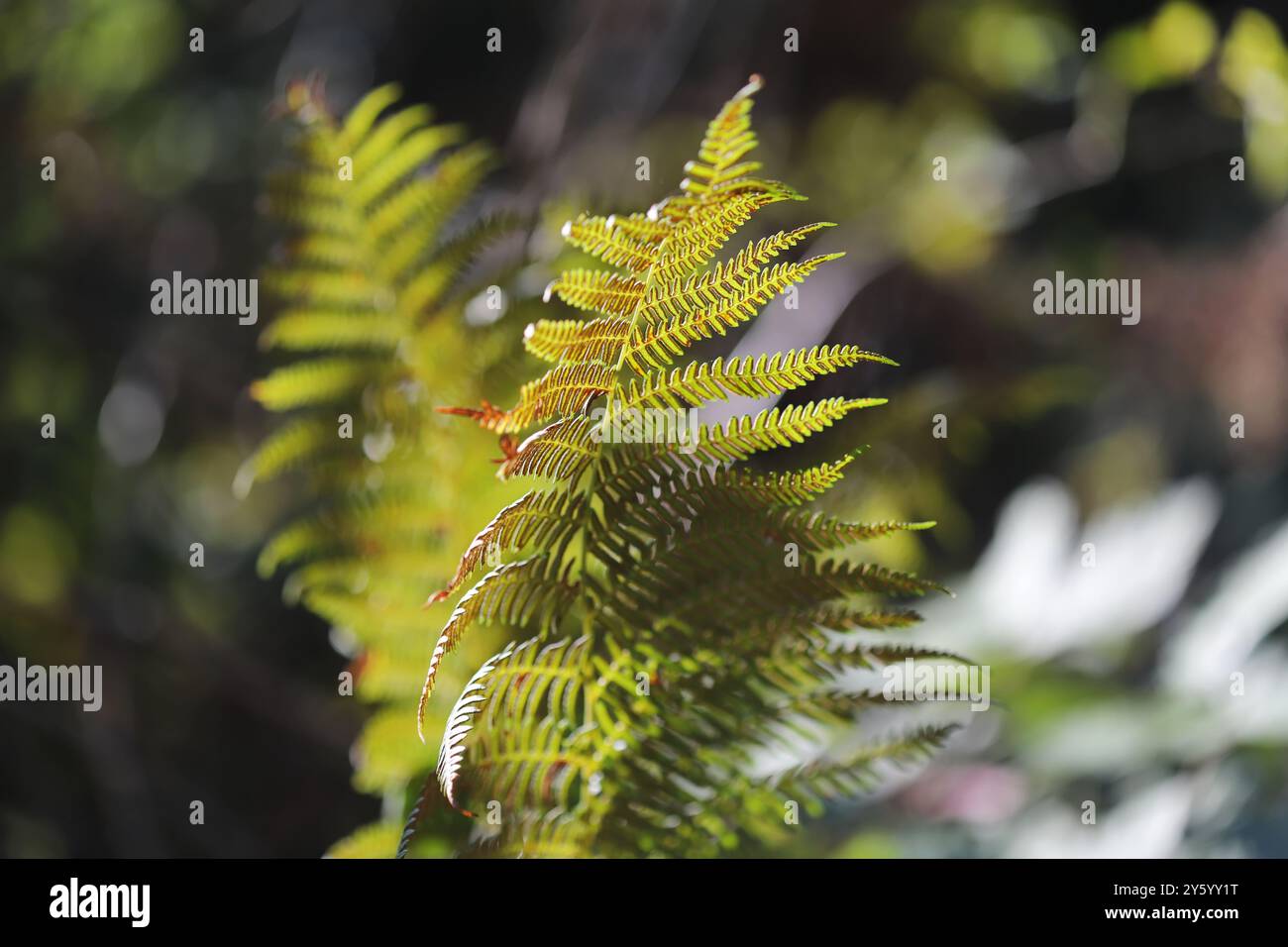 Braken fern leaf in the forest (Pteridium aquilinum Stock Photo - Alamy