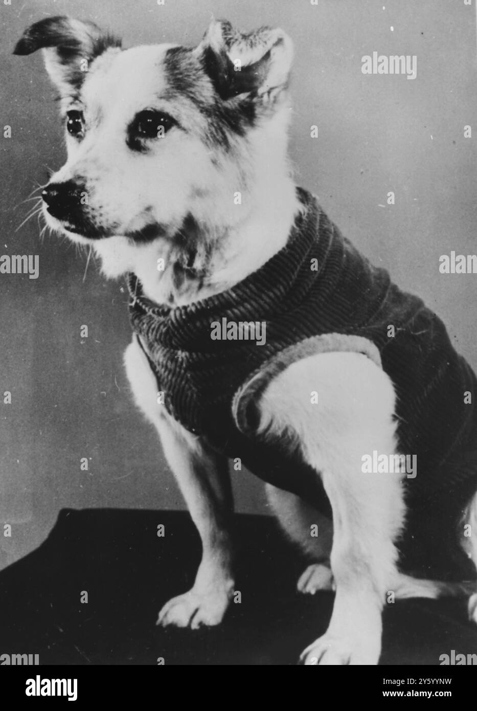 SPACE TRAVEL ZVEZDOCHKA (LITTLE STAR) DOG SENT SPACE FACES CAMERAS ...