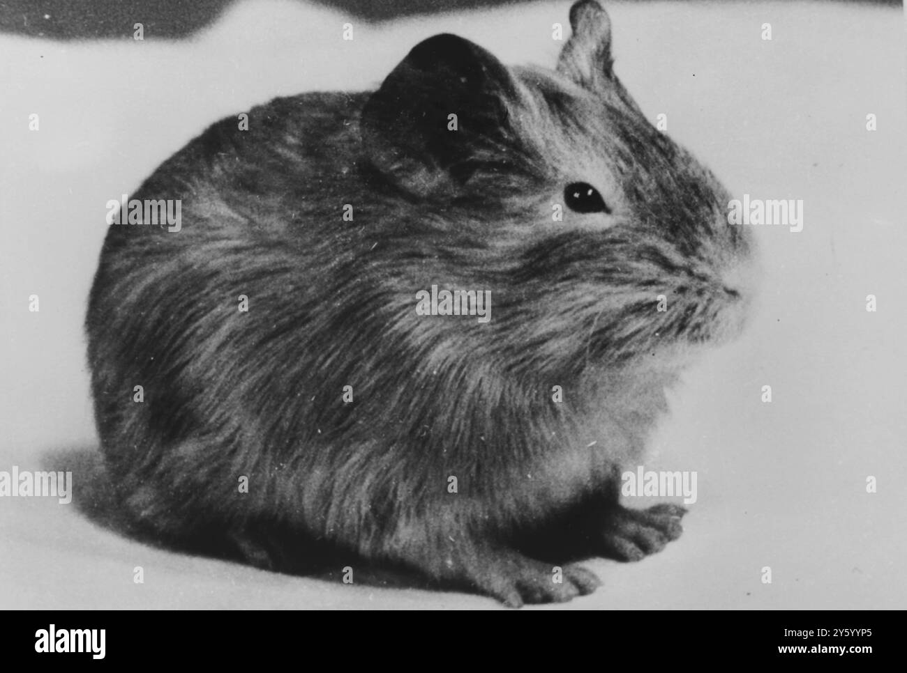 SPACE TRAVEL GUINEA PIG SENT INTO SPACE BY RUSSIANS 6 APRIL 1961 Stock ...