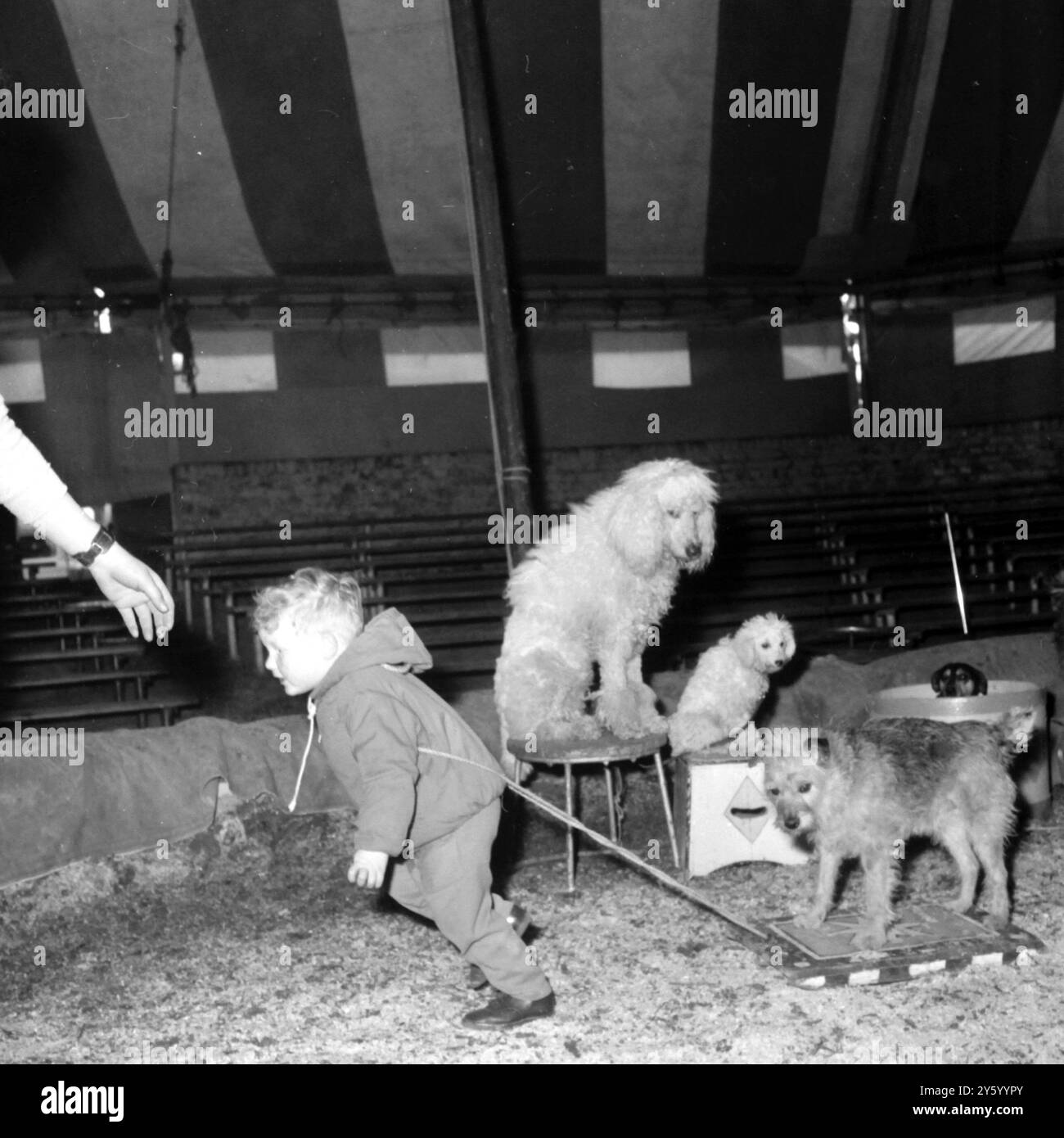 CIRCUS DOG HAS SLEIGH RIDE AT CHESSINGTON CIRCUS 7 APRIL 1961 Stock ...