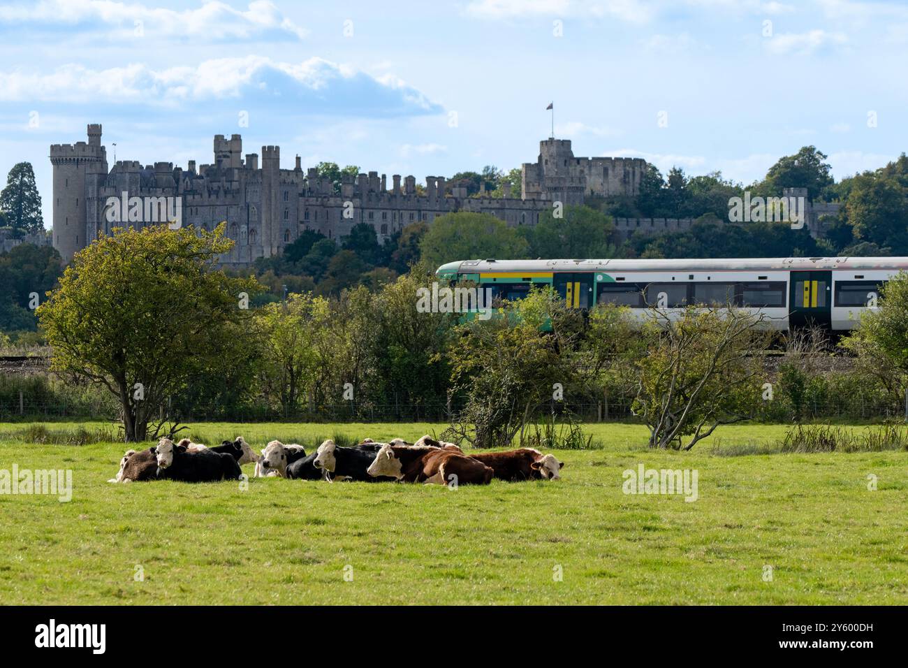 Cows rest in a field in front of Arundel Castle with the train passing ...