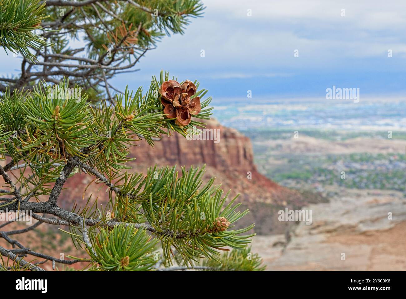 Close up of pinyon pine with pine cone on rim of Columbus Canyon in ...