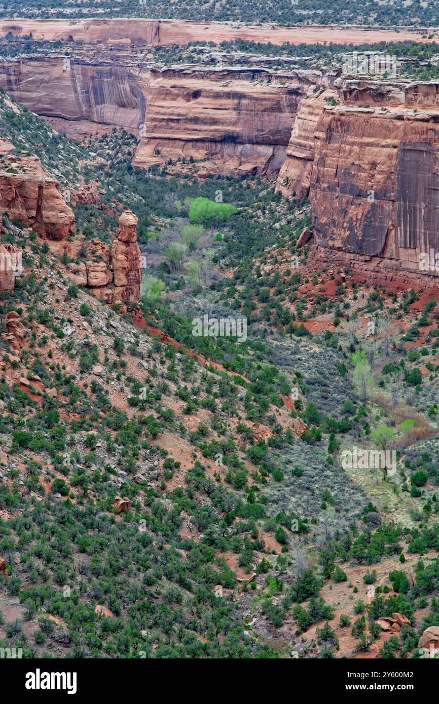 Rugged sandstone cliffs and spires line green Ute canyon slopes in ...