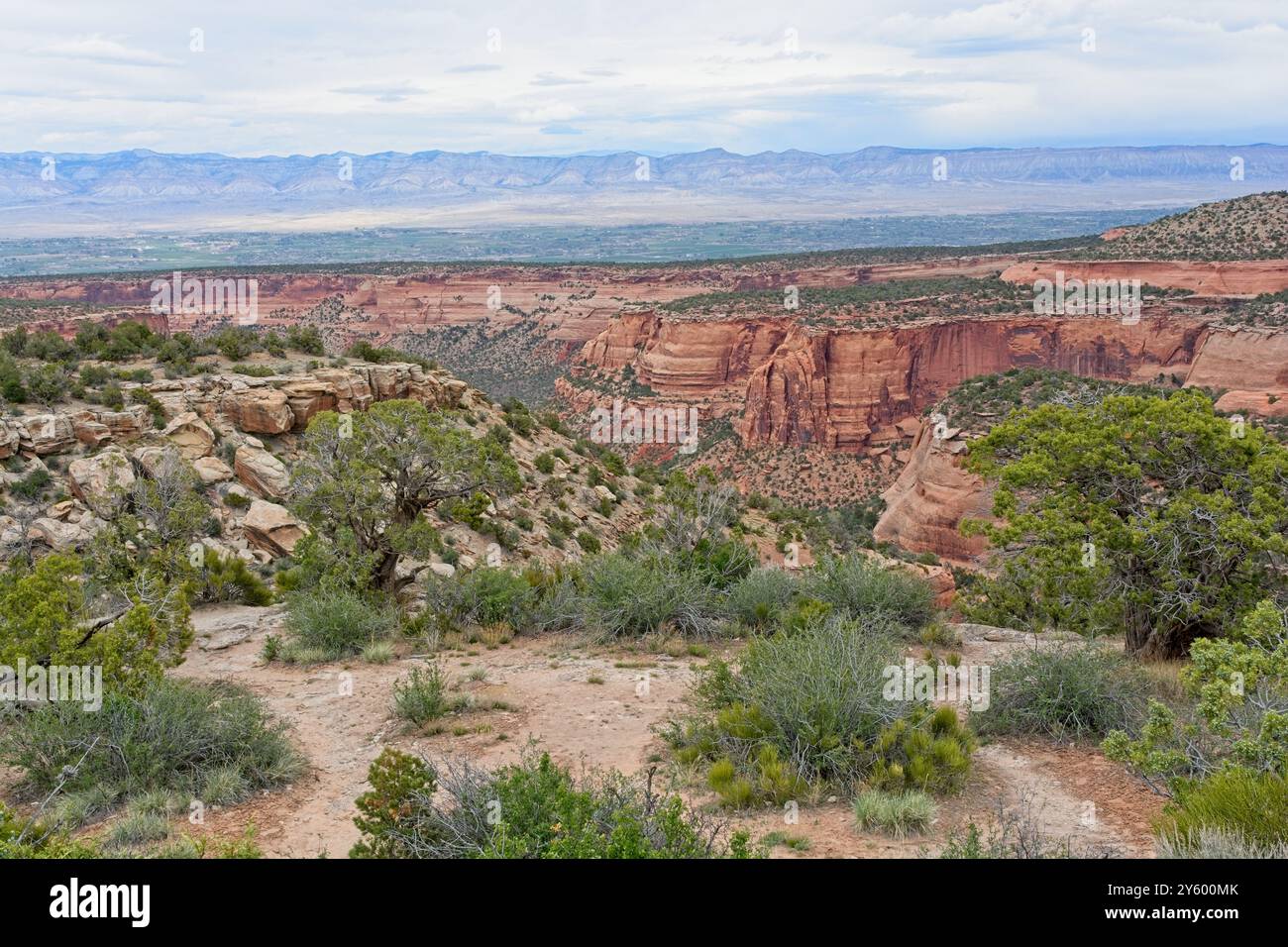 Highland Viewpoint of red rock canyon walls with pinyon pines, distant ...
